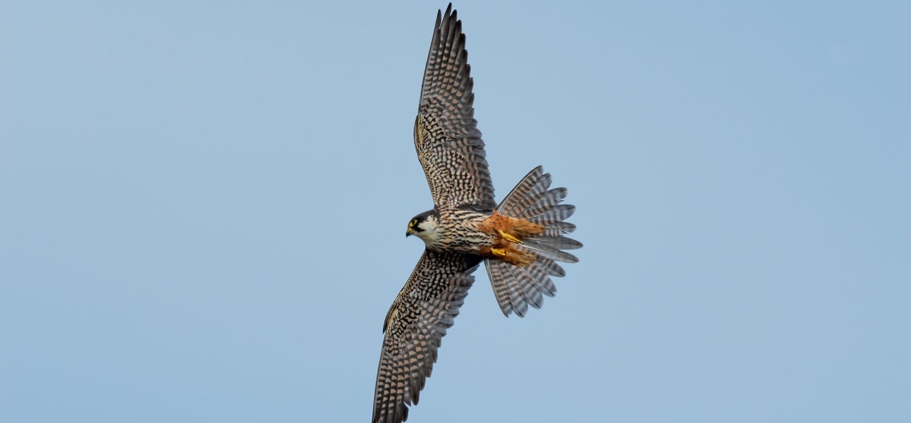 Birds of Prey: Facts and Figures