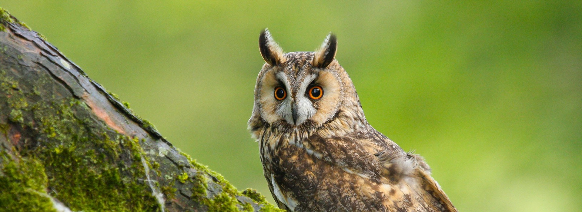 Long Eared Owl - Winter Roost Survey