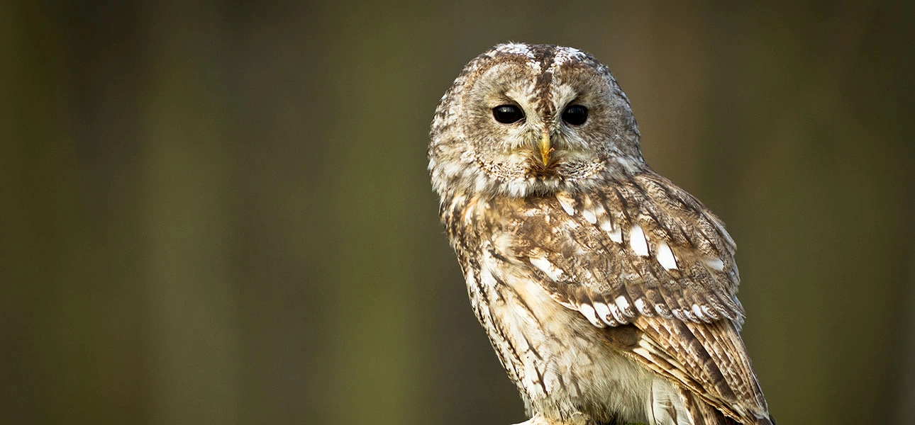 Home [hawkandowltrust.org]